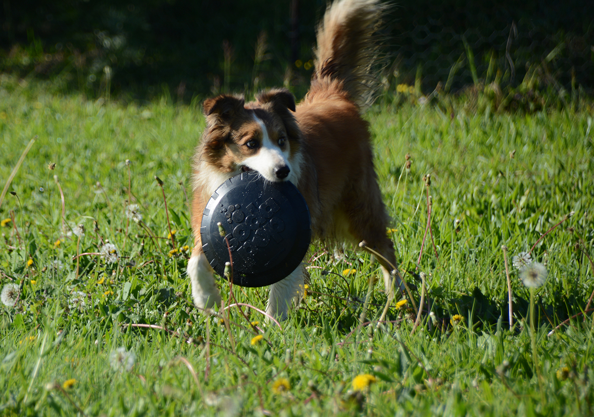 SodaPup Tough Chew Toys For Dogs Australian Dog Lover sodapup-tough-chew-toys-for-dogs-australian-dog-lover