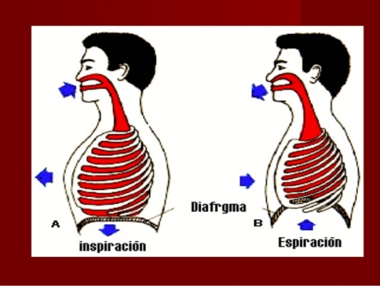 LA RESPIRACIÓN HUMANA 2da Parte