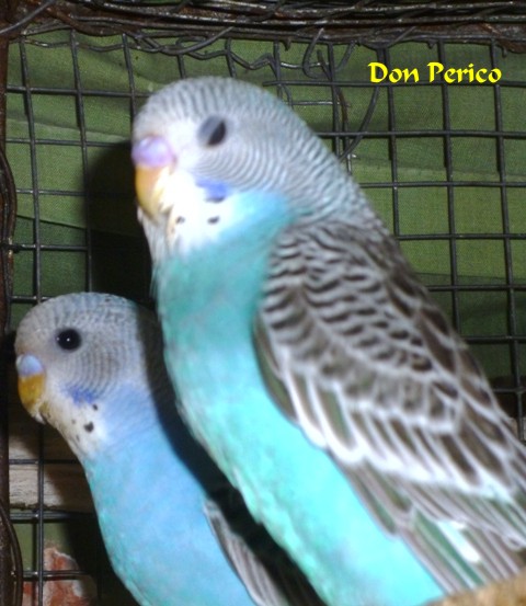 Don Perico: Articulo: Perico Australiano (Curiosidades)