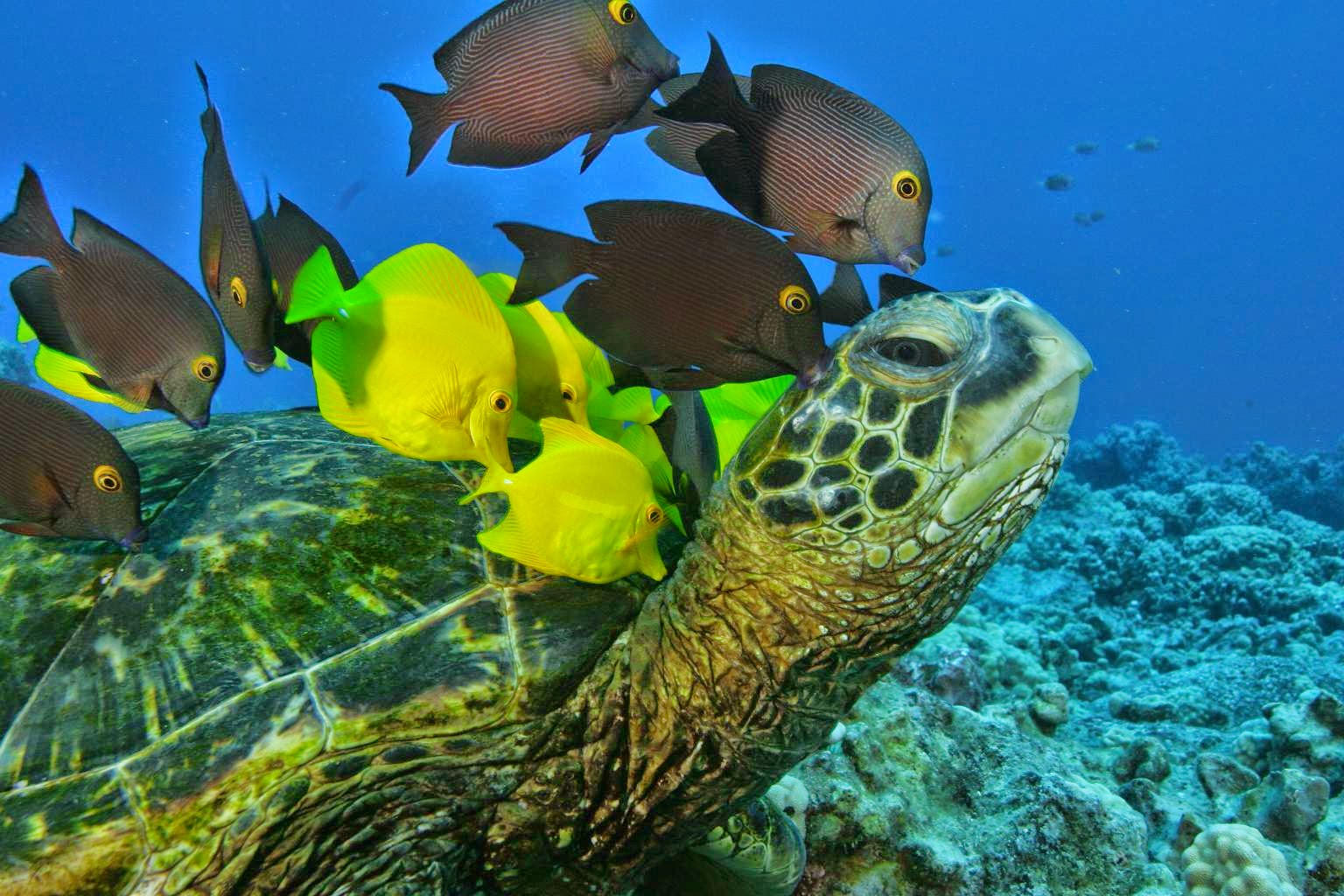 Sea Turtle - HD Wallpapers | Earth Blog