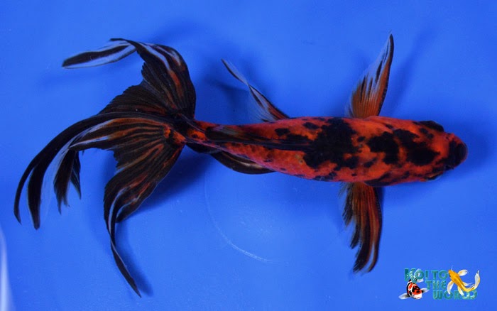 Koi To The World: Watonai Goldfish