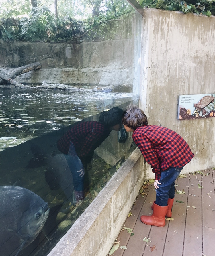 A Harmonious Combination : Boo At The Bronx Zoo!