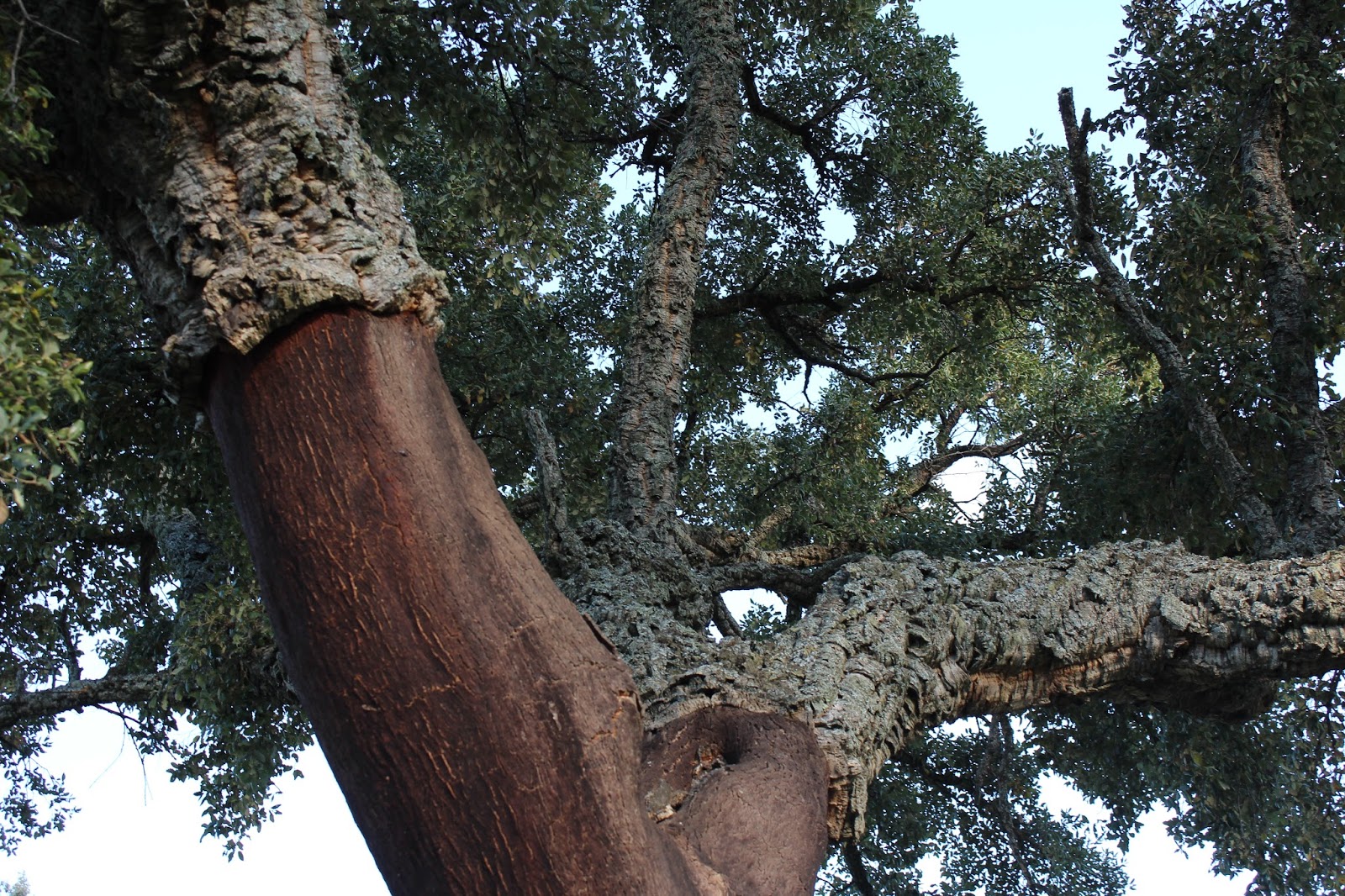 Perfumes y luces de Extremadura: Tronco de alcornoque.