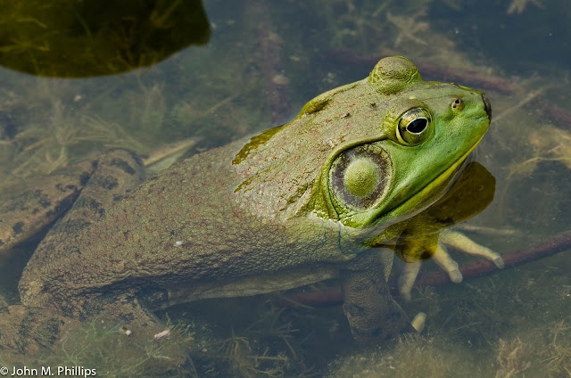SKEPTIC PHOTO: FROGS AND LILYPADS