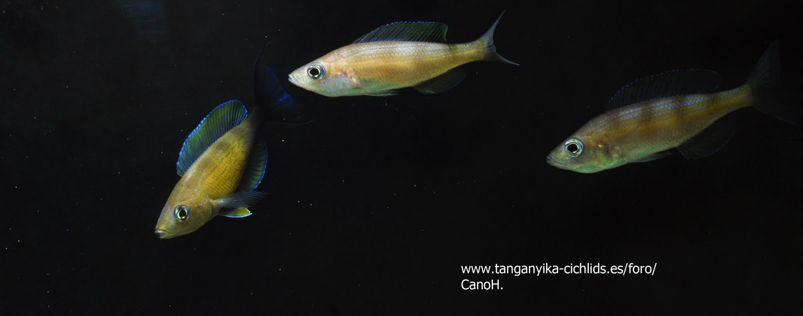 Tanganyika , un mundo a parte.: Sesion fotos: Cyprichromis zonatus chituta.