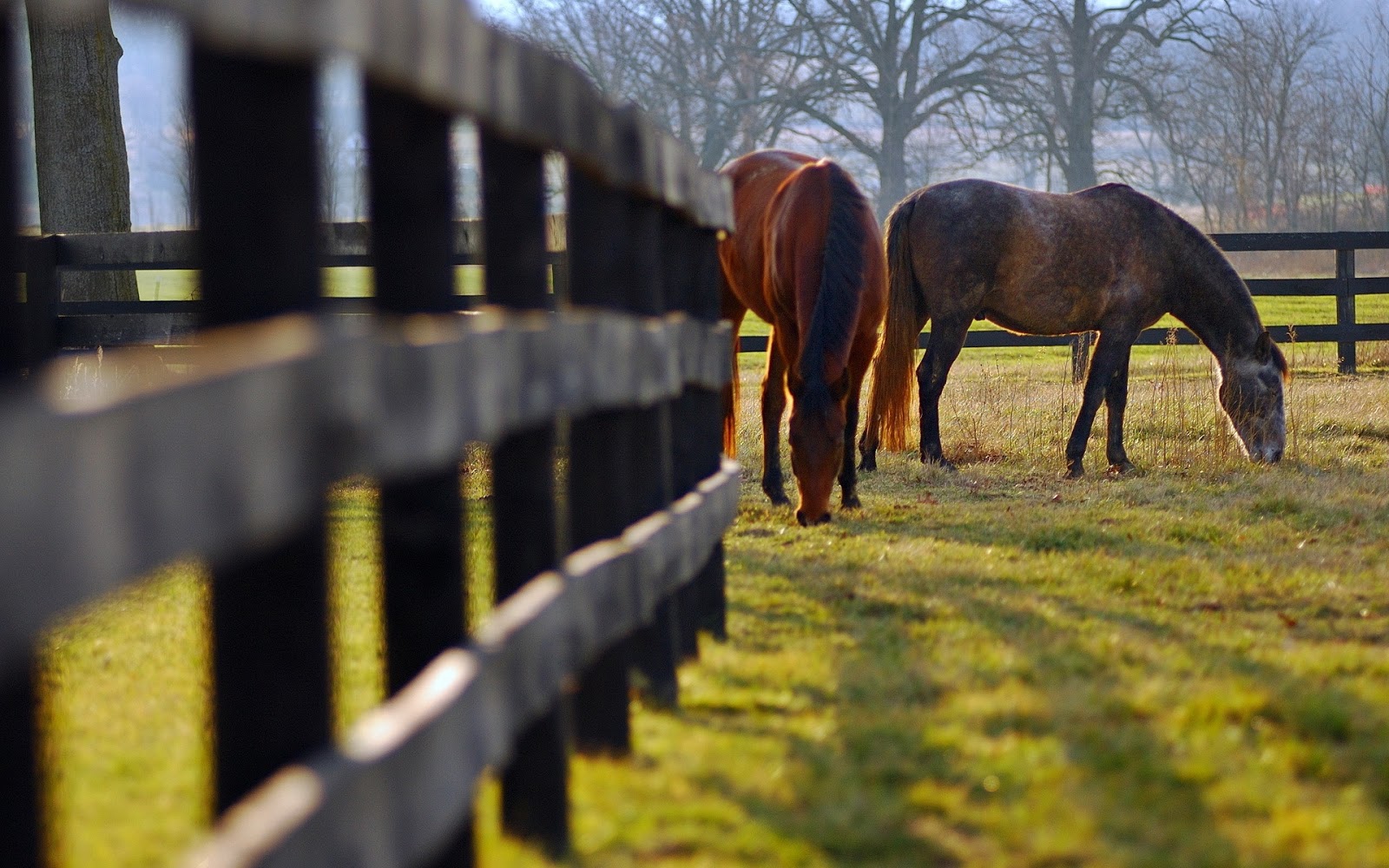 IMAGENES DE CABALLOS: IMAGEN DE CABALLOS EN LA CERCA