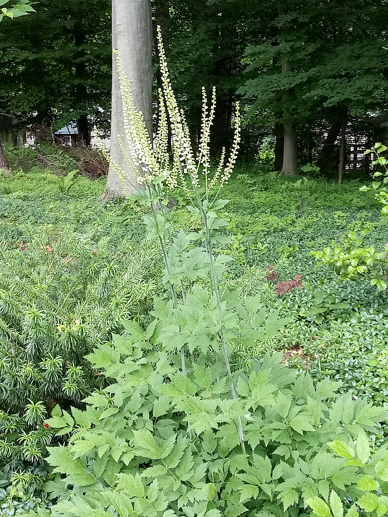 Future Plants by Randy Stewart: Bugbane