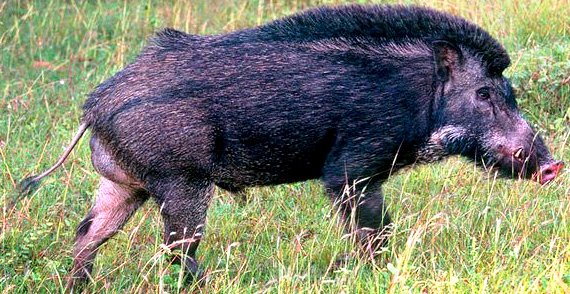 THULU ORIPUGA-kavyasutha : ಕಾಡ ಪಂಜಿ