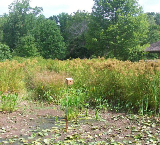 Faith, Hope, and Publication: STUDY IN SUMMER: WALNEY POND