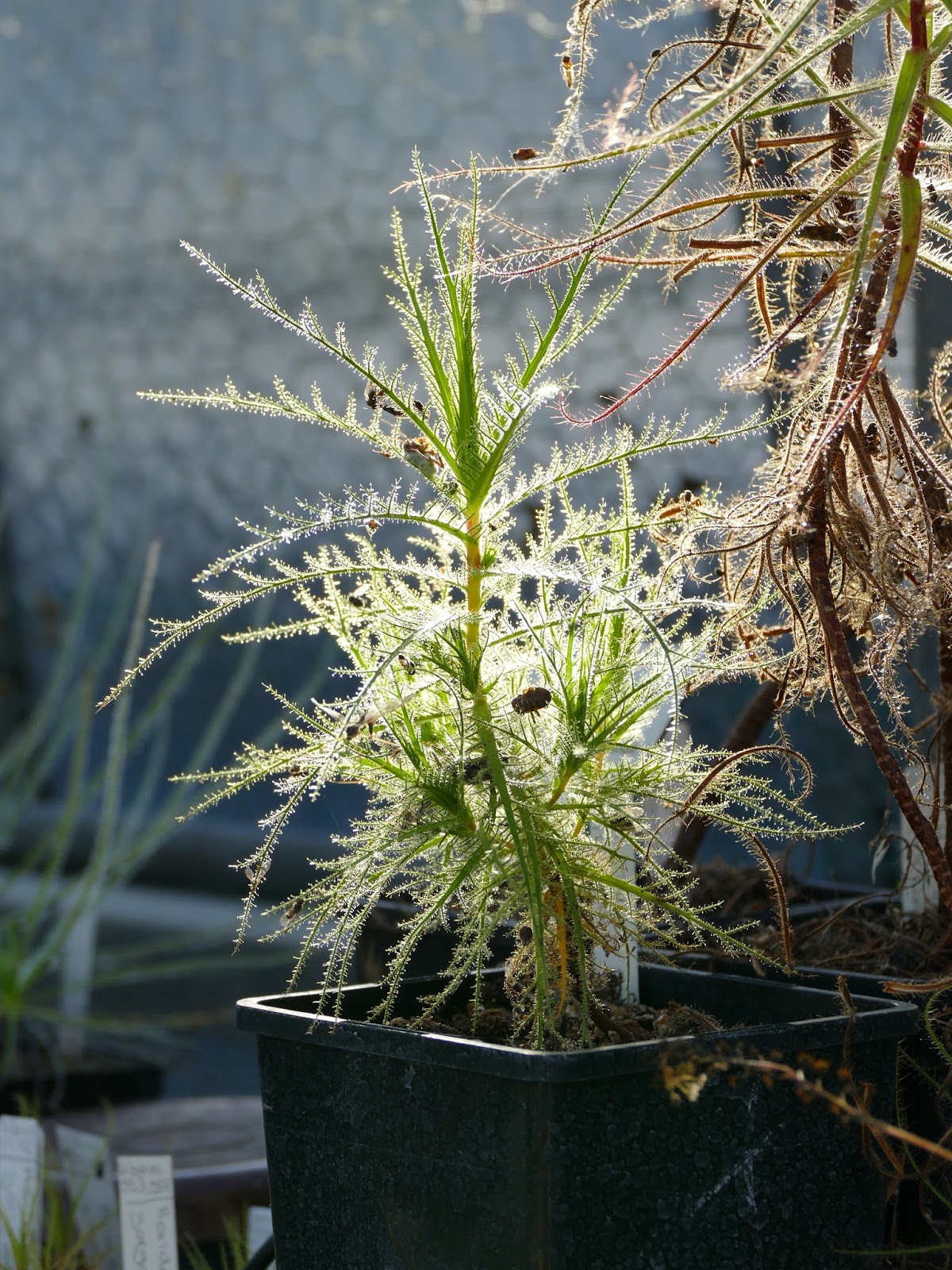 Roridula dentata photos