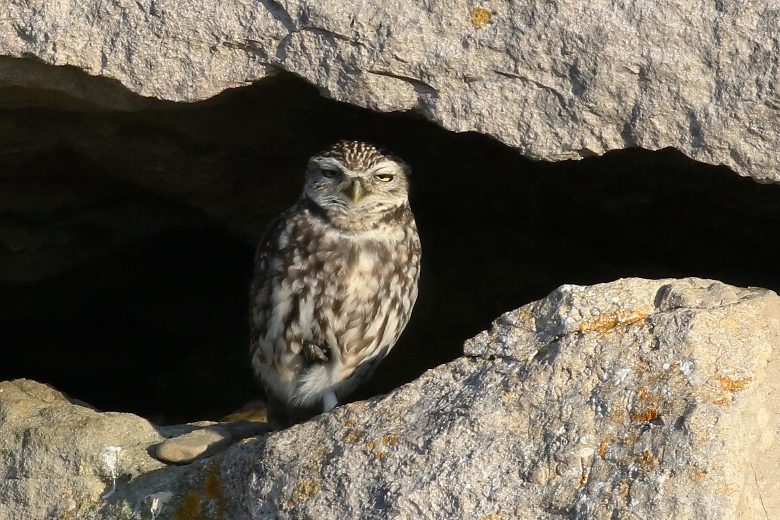 Peter Moore's Wildlife Blog: Owling on Portland