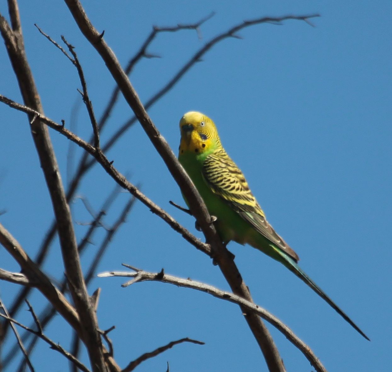 Richard Waring's Birds of Australia: Delightfully colourful Budgerigars ...