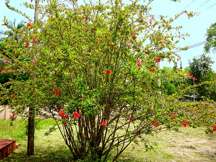 Rose Mallow-Hibiscus rosa-sinensis-Wada Mala(Hibiscus Archeri) | SL Flora