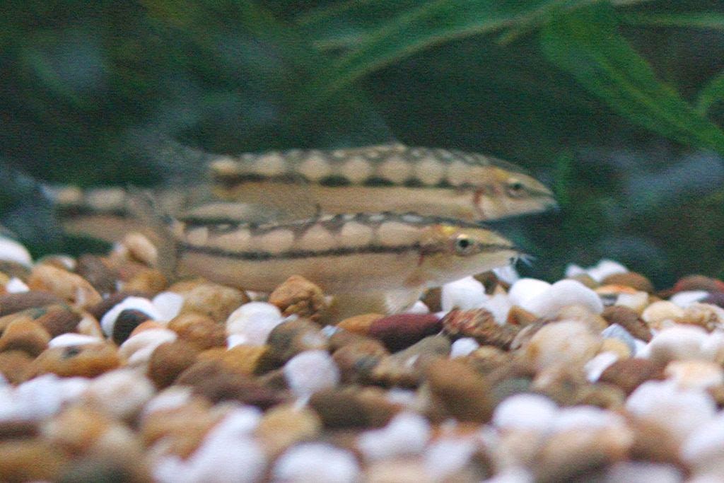Freshwater Frenzy: Dwarf Loach Fact Sheet