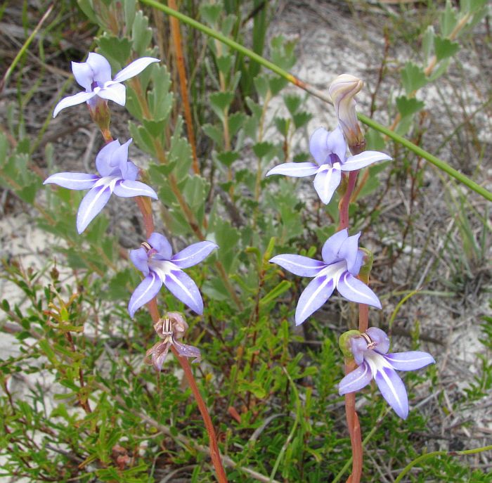 Esperance Wildflowers: Lobelia gibbosa - Tall Lobelia