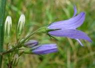 Herbs-Treat and Taste: RAMPION BELLFLOWER - ORNAMENTAL, HERB AND ...