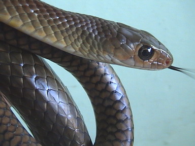 [new] Community Fresh Reptile Surabaya: Ular