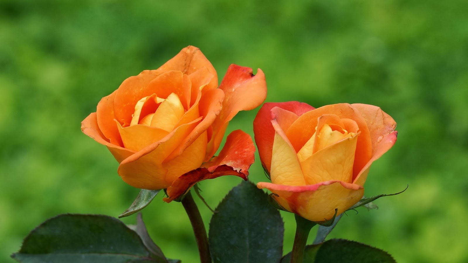 Orange Rose Flowers Wallpapers | Beautiful Flowers Wallpapers