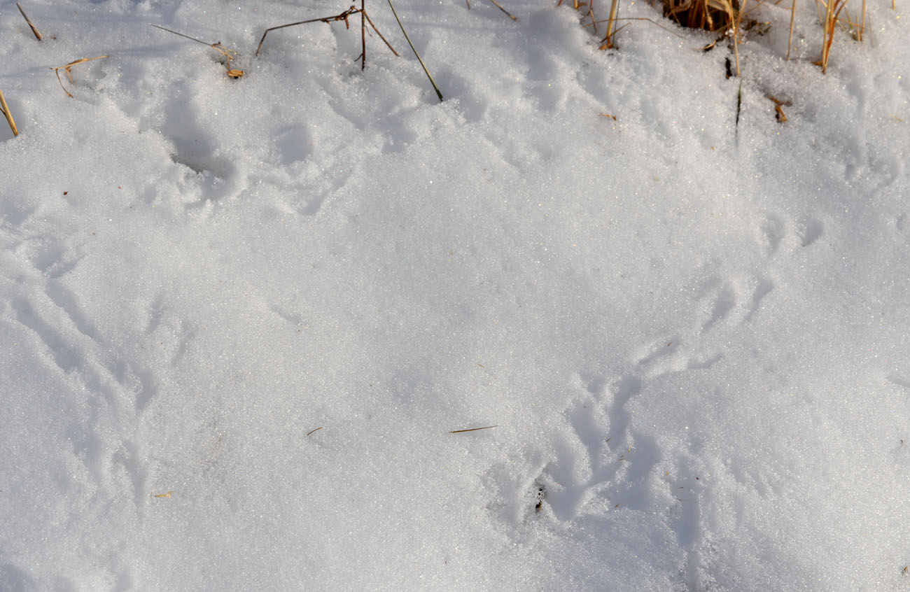 Woods Walks and Wildlife: January 2013