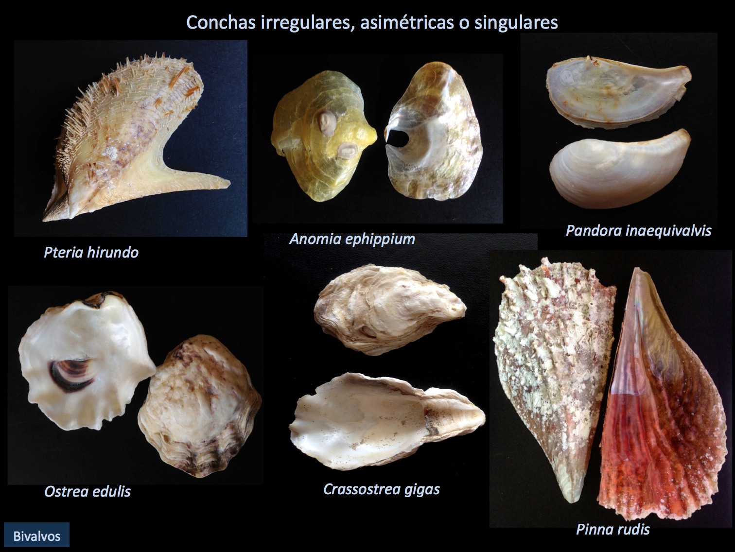 Rafael Microfauna Marina: Bivalvos
