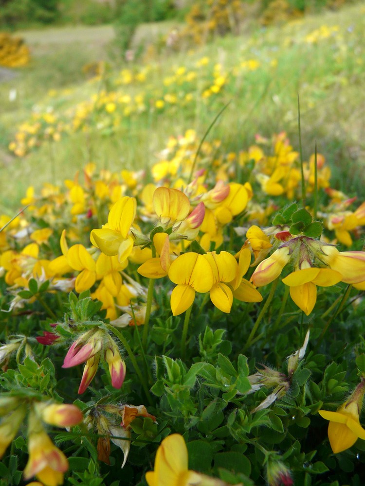 Wild up North: Greater Bird's-foot Trefoil?