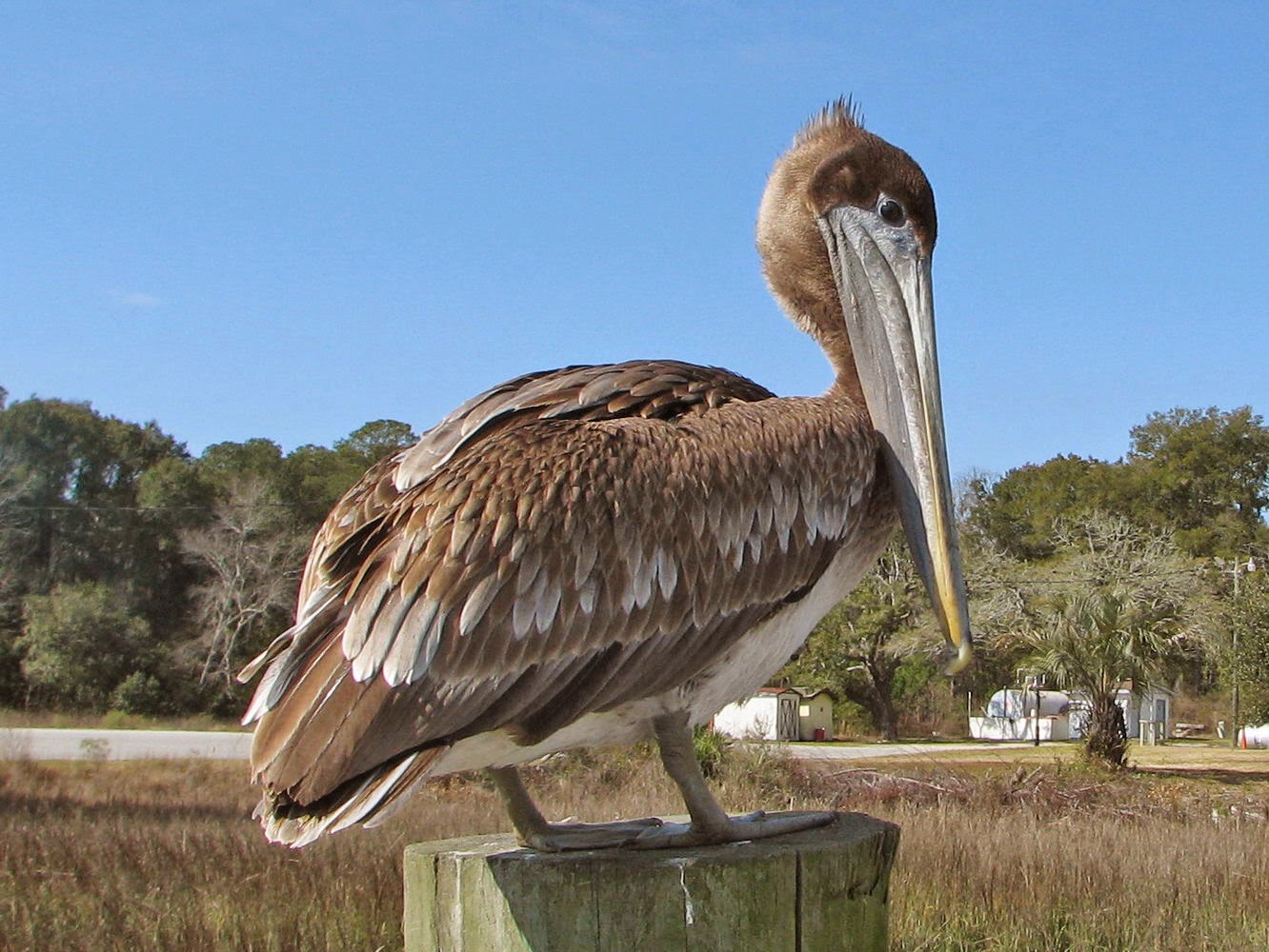 Bellas Aves de El Salvador: Pelecanus occidentalis murphyi (pelícano ...