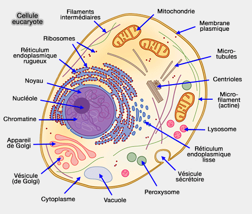Diagramme De Cellule Animale Du Cytosquelette