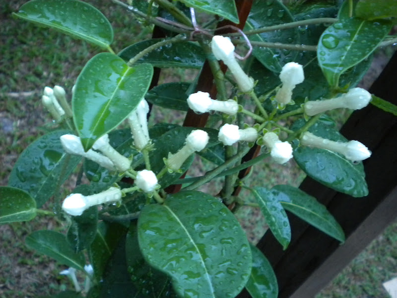 taman ramuan: Memperkenalkan - Bunga Madagascar Jasmine