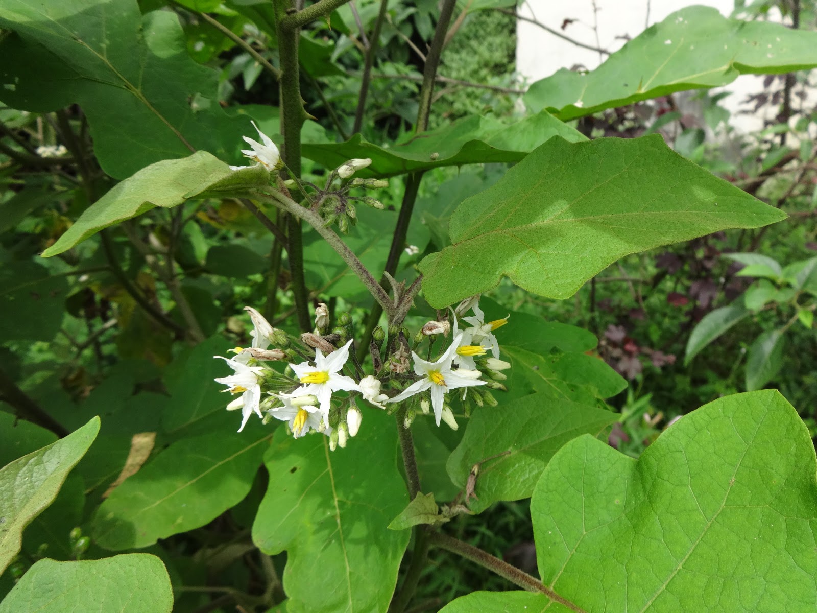 Herbs from Distant Lands: Solanum torvum - Pea Aubergine, Susumber ...