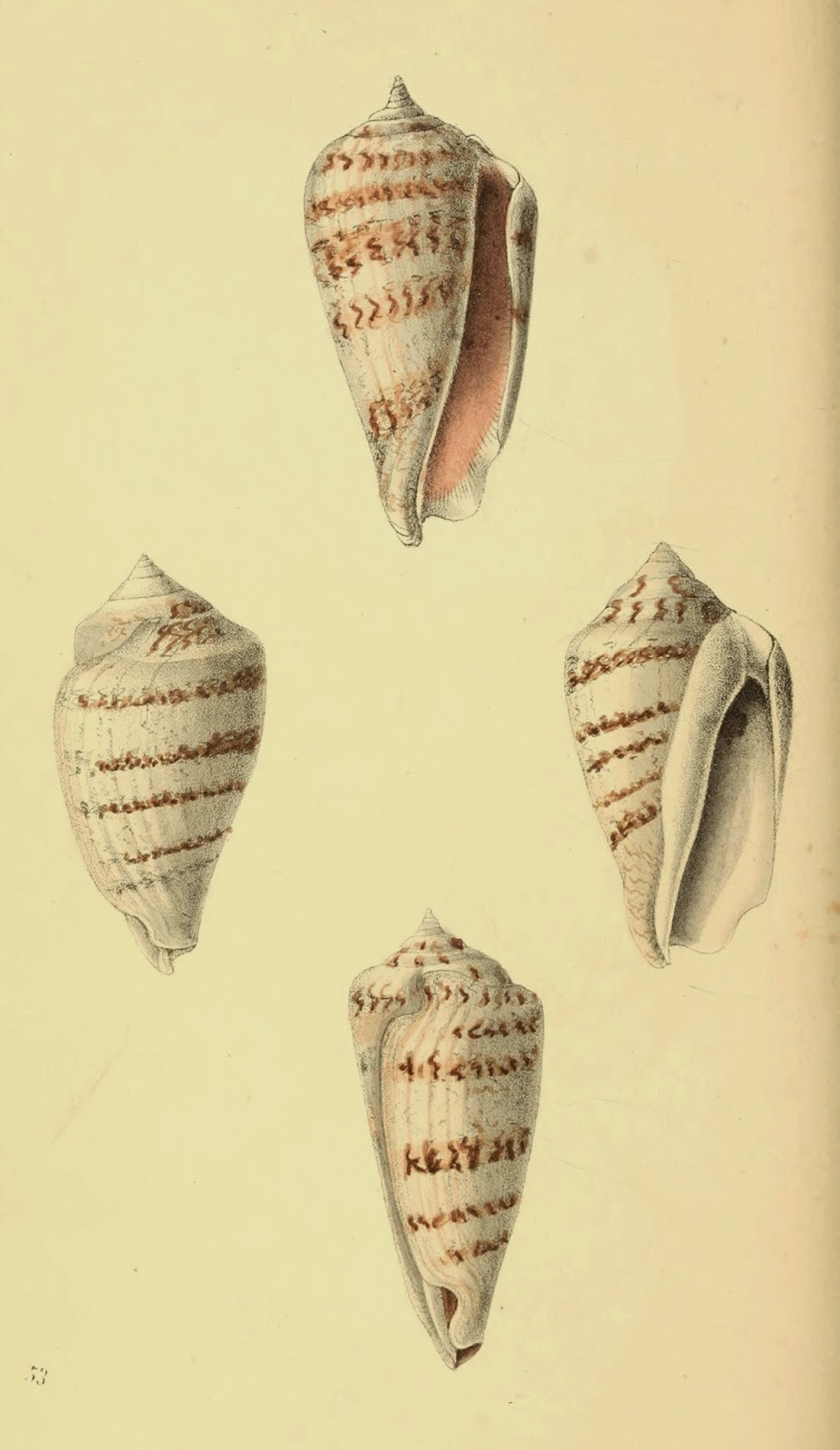 Iné Učenie: Mušle, ulity, lastúry,