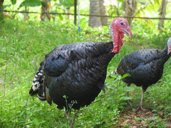 En Horno y Fogón: octubre 2016