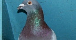 15 Cara Memilih Merpati Tinggian Berkualitas Juara