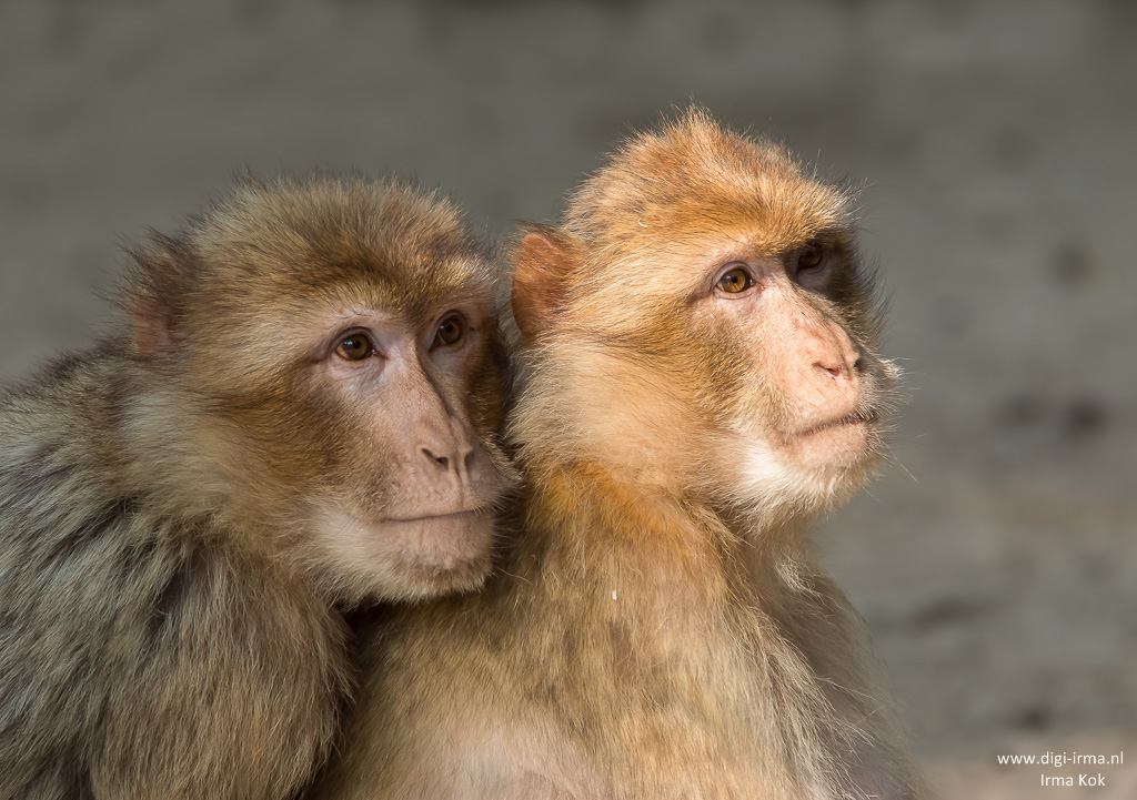 Irma's Natuurbeleving: Apen /Monkey