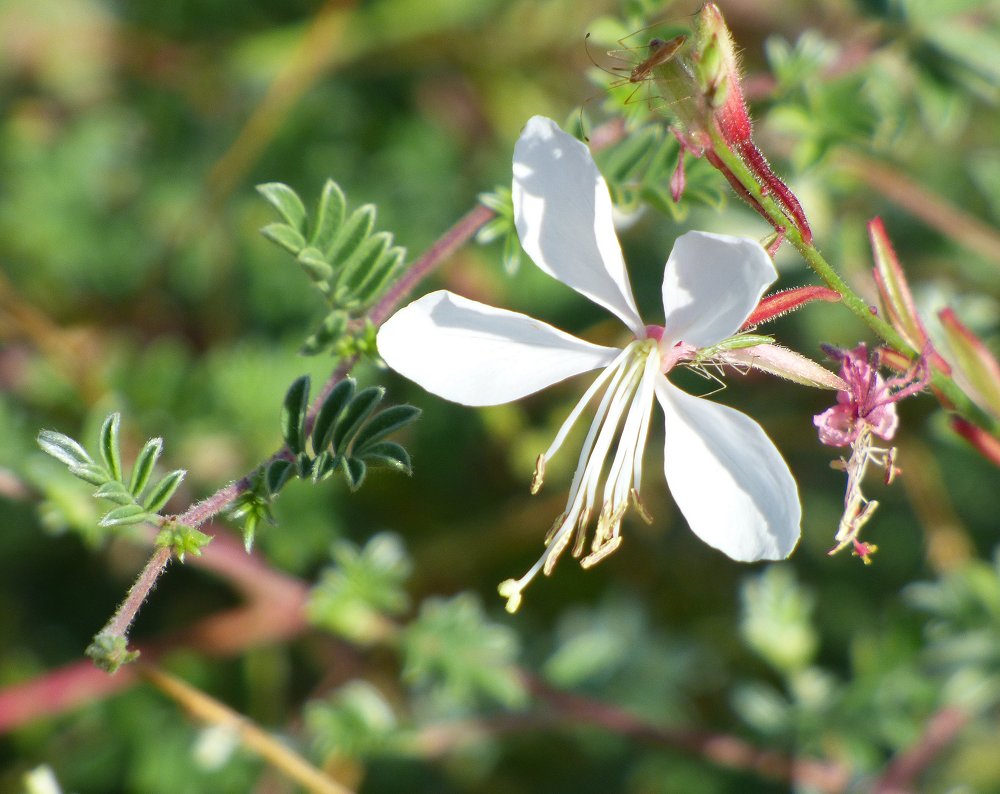 Kittling: Books: Meandering Through the Desert Botanical Garden