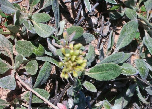 Nature Abhors a Garden: Antelope Sage