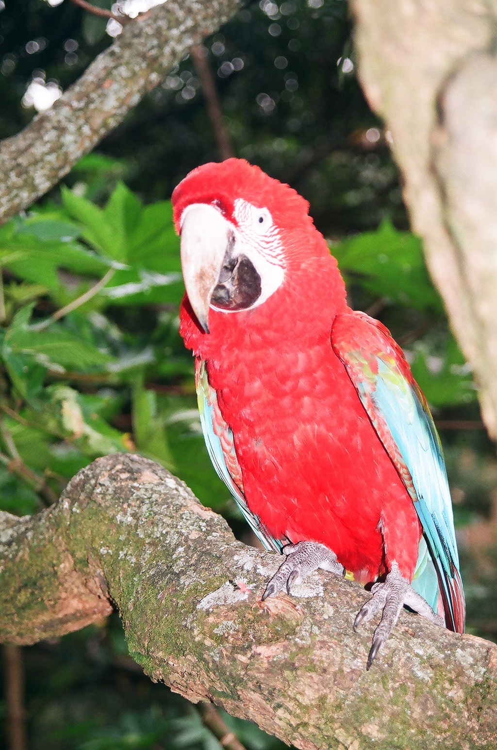 animales que habitan en colombia: La guacamaya