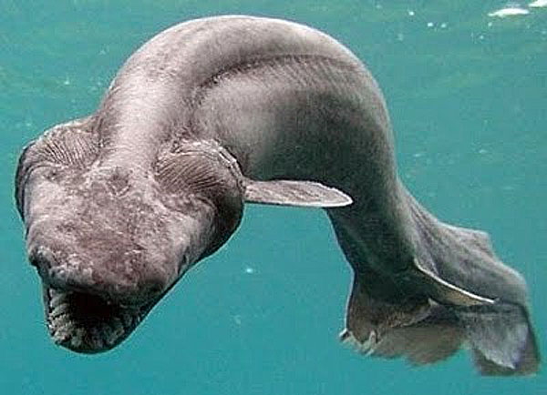 .: Top 10 Alive Prehistoric Fish