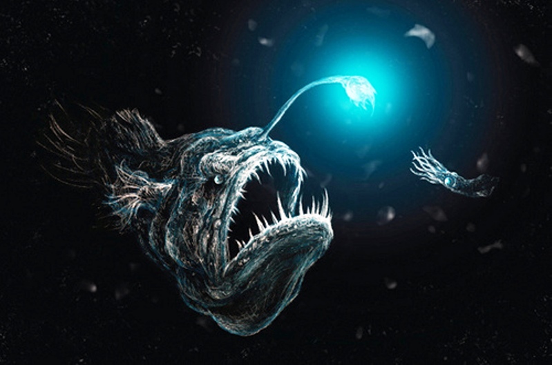 ANGLERFISH photos - wallpapers (ανανεωμένο) | the fun bank