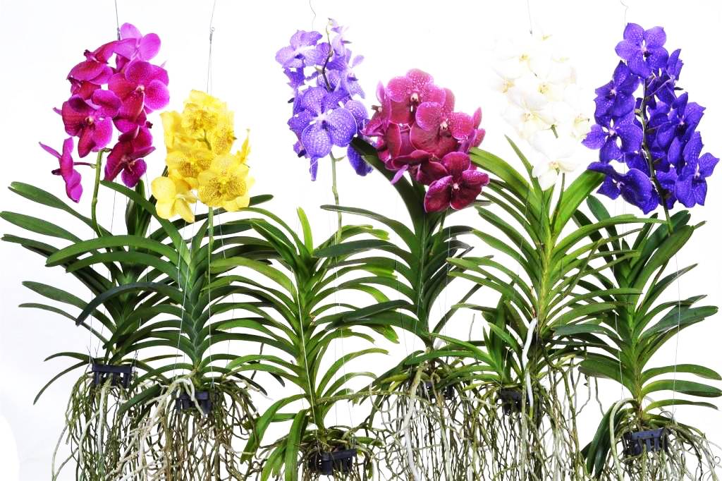 園藝筆記: 各種常見蘭科植物