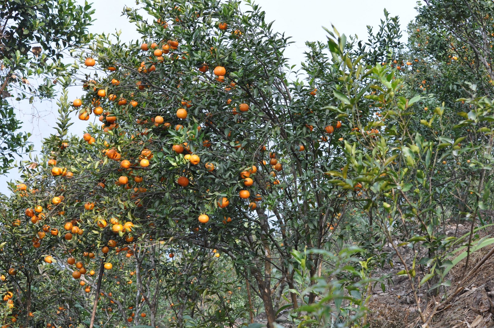 Department of Agriculture, Meghalaya: January 2012