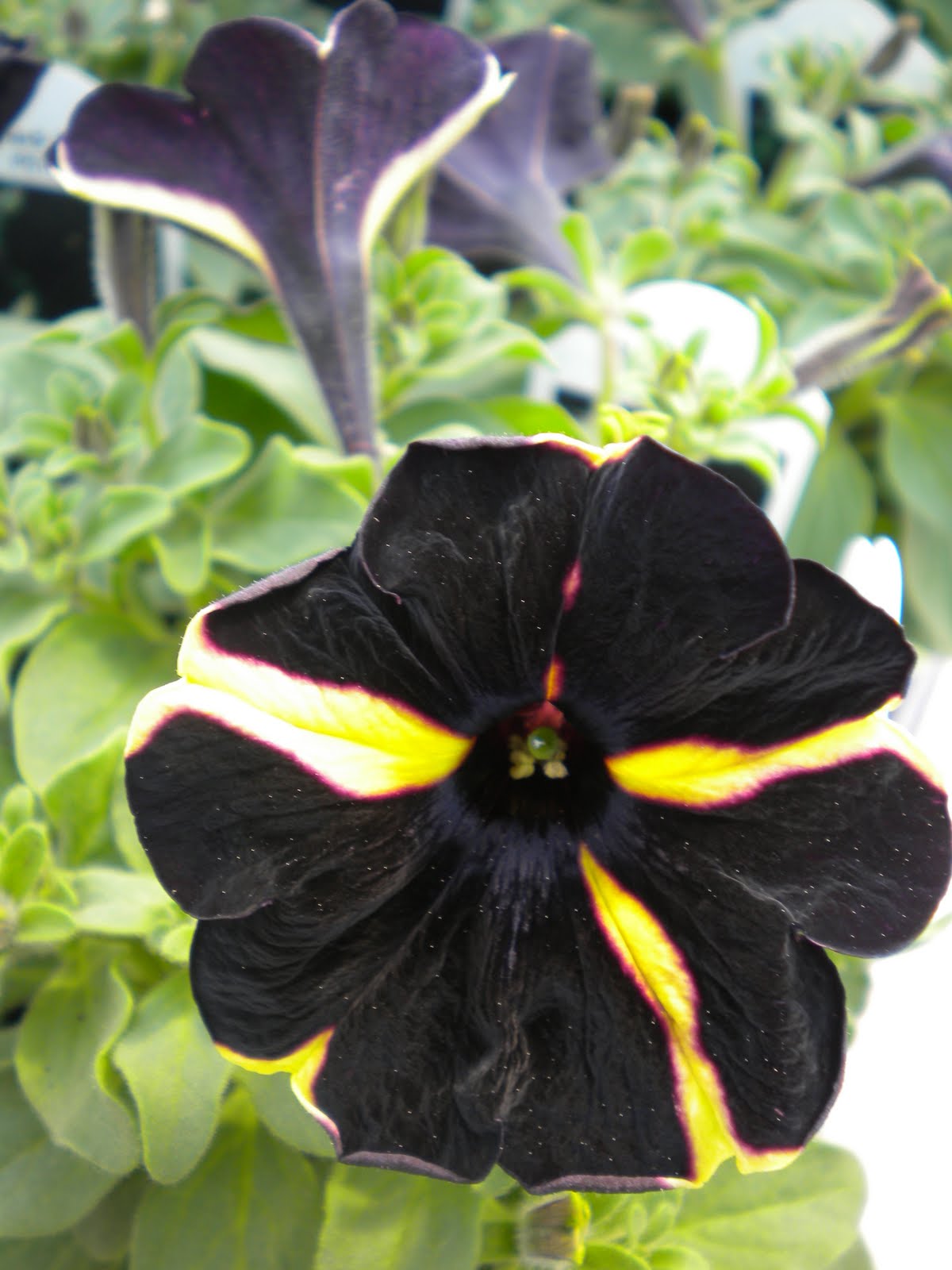 W.O.Bearden/Southern Shade Nursery: Black Phantom Petunia