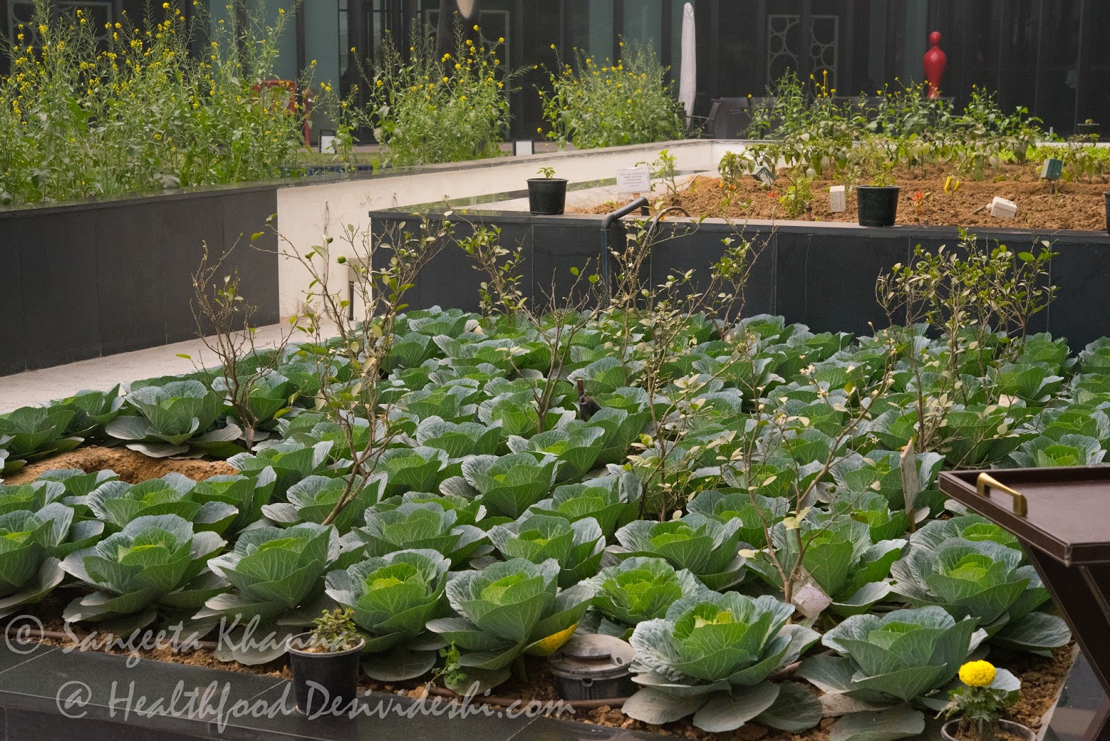 food at Pluck, the modern day eatery bringing nature on the plate at ...