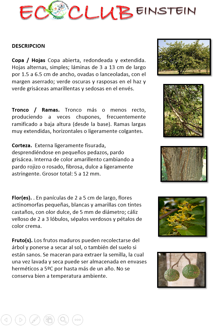 Arboles de la vertiente del pacífico : Caulote (Guazuma ulmifolia)
