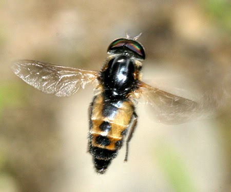 Insectos raros : El tábano Hybomitra hinei wrighti El insecto que vuela ...
