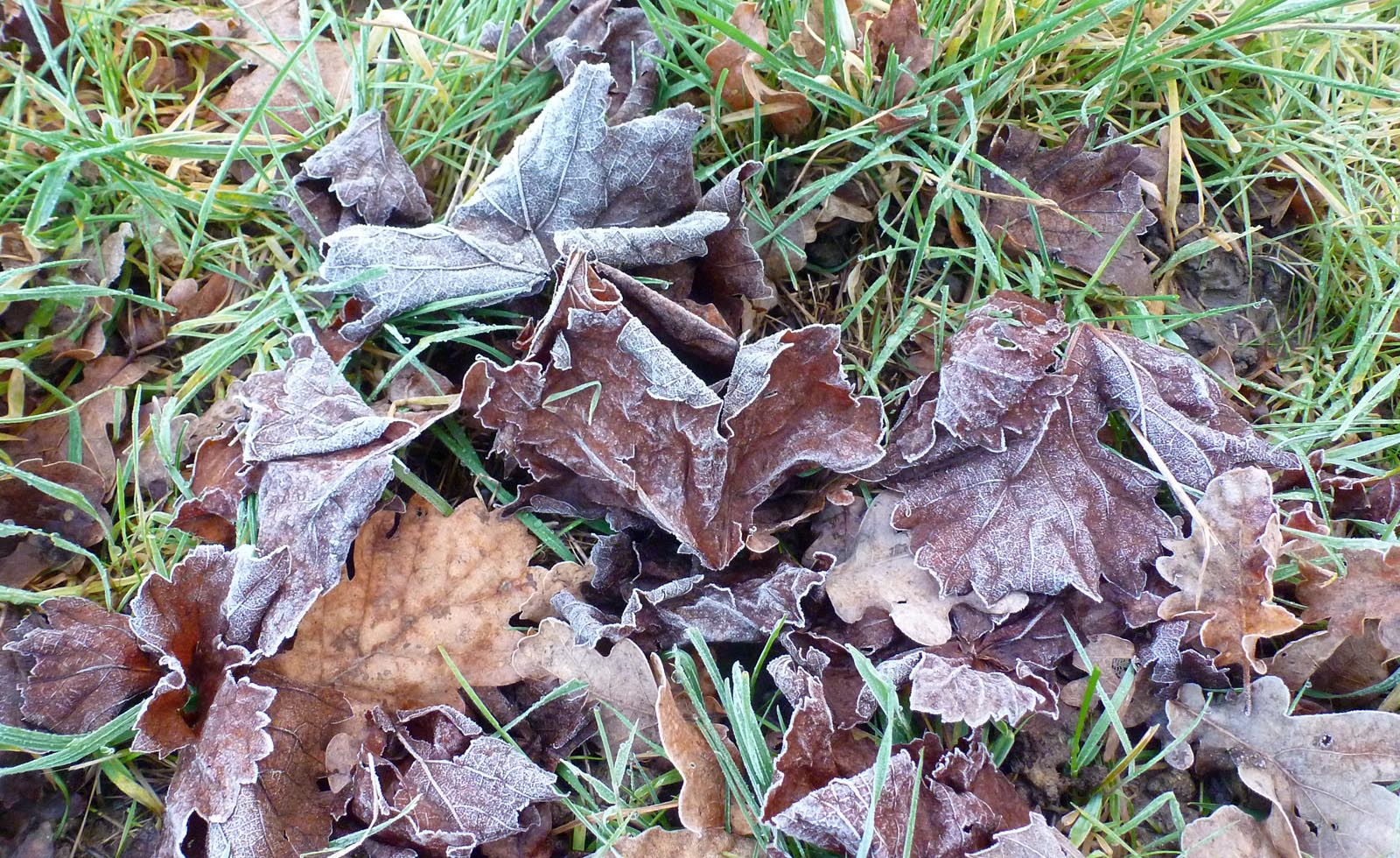 Living the life in Saint-Aignan: Trees, leaves, and a deer