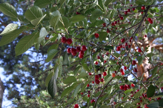 Soppaa ja silmukoita: Kirsikkapuun sadonkorjuu