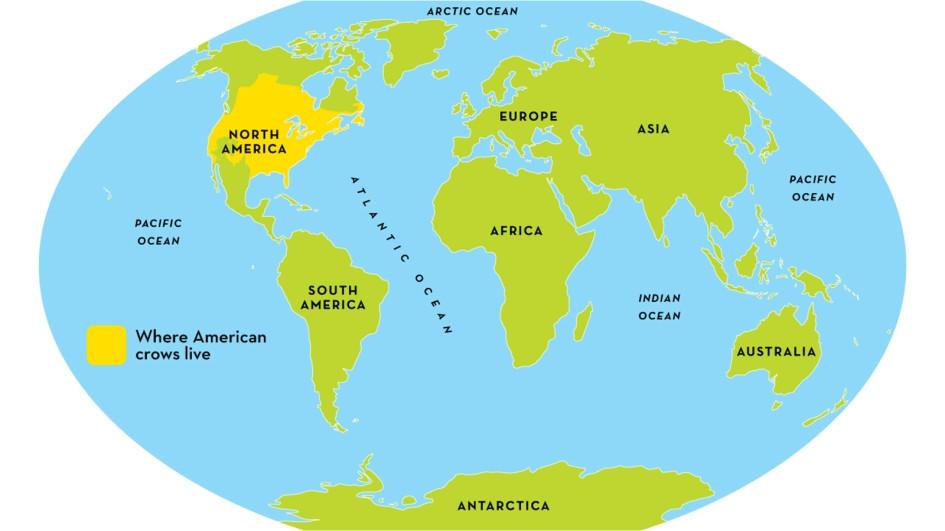 About Animal American Crow Bird - Animals Point | DaddyFile