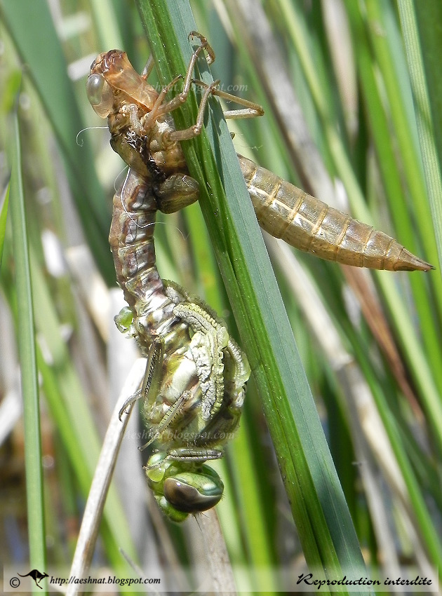 WILDLIFE GATEWAY: Libellule: de la larve à l'imago