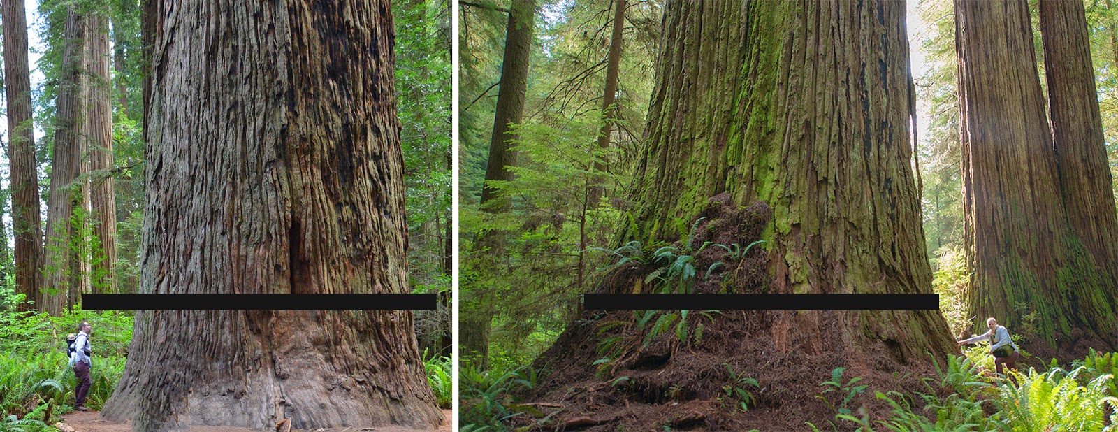 The Grove of Titans - light-in-leaves