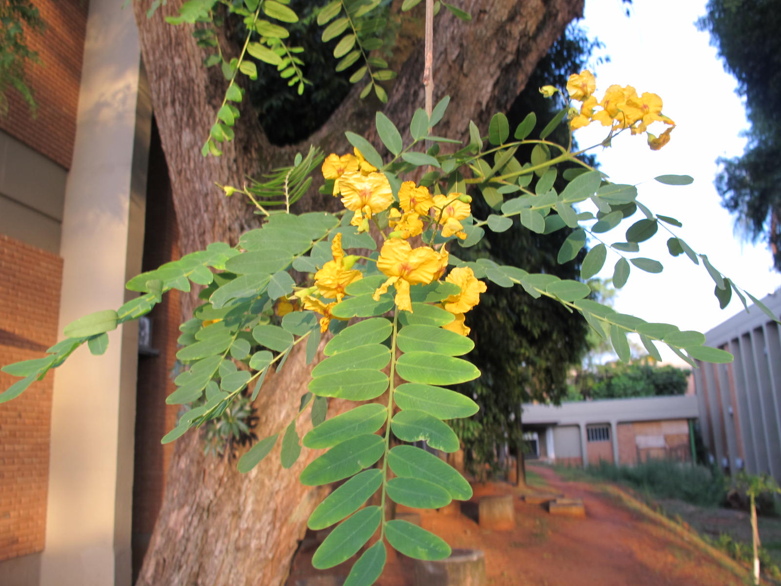 The Flowering plants (Leguminosae - Fabaceae): Fabaceae - Tipuana tipu ...